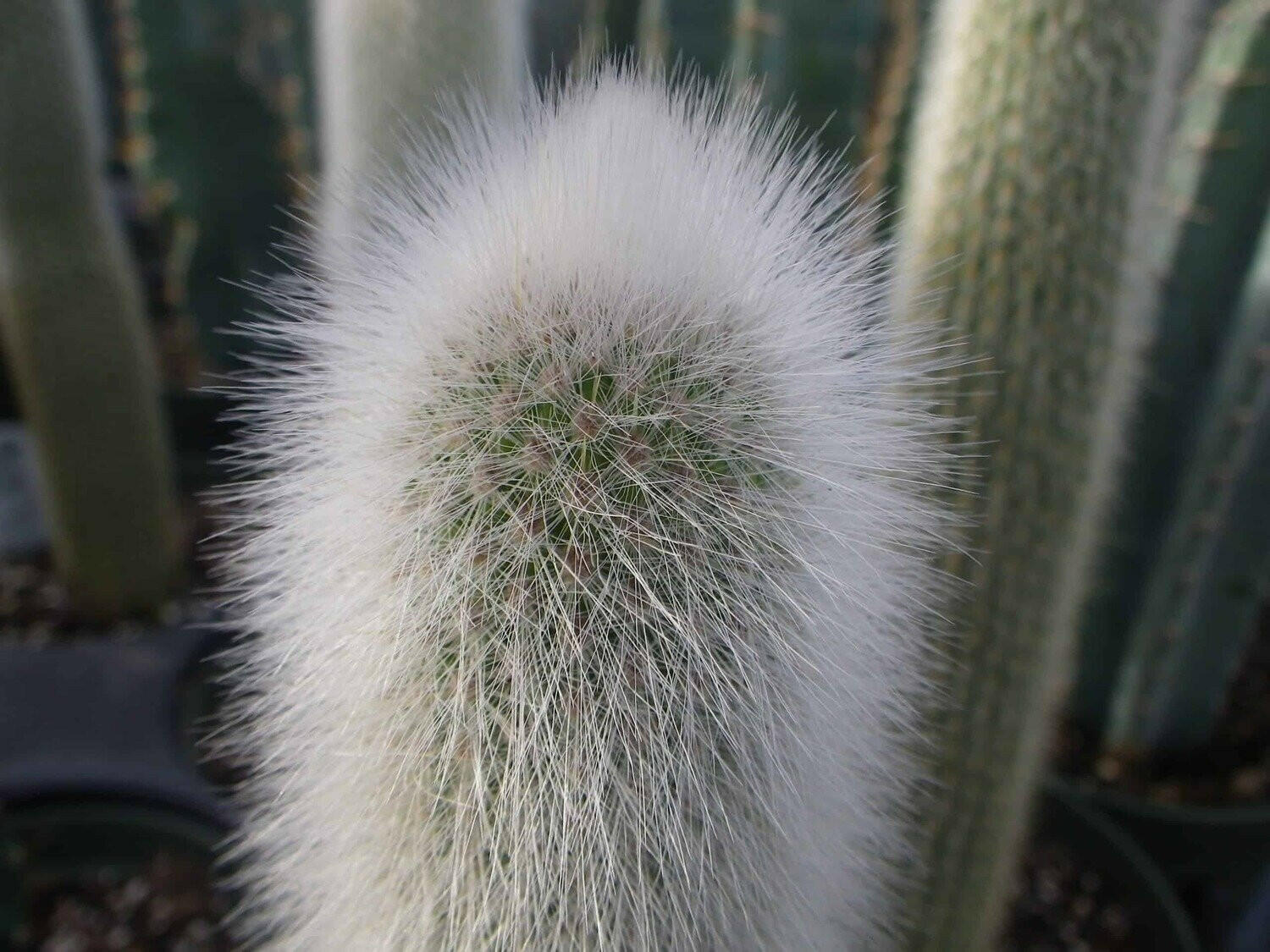 Wooly Torch Cactus - Cleistocactus strausii | Rare Plant Seeds | Whimsy ...