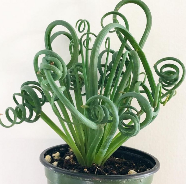 Spiral Succulent - Albuca namaquensis | Rare Plant Seeds | Whimsy and ...