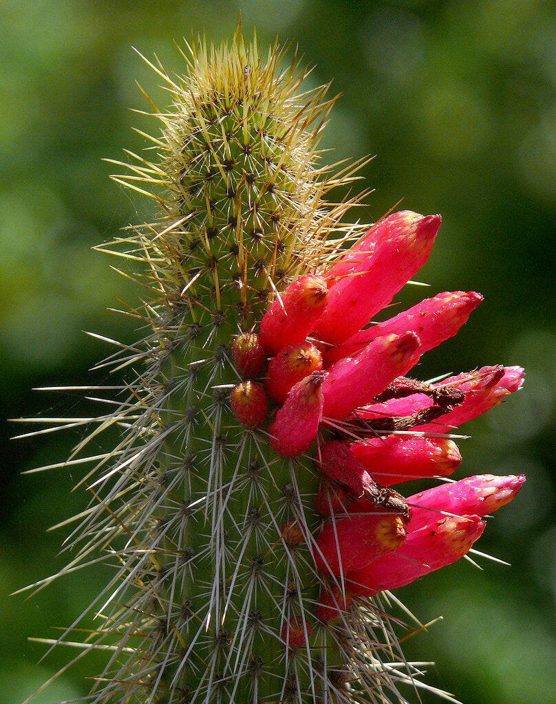 Closed Cactus - Cleistocactus candelilla | Rare Plant Seeds | Whimsy ...