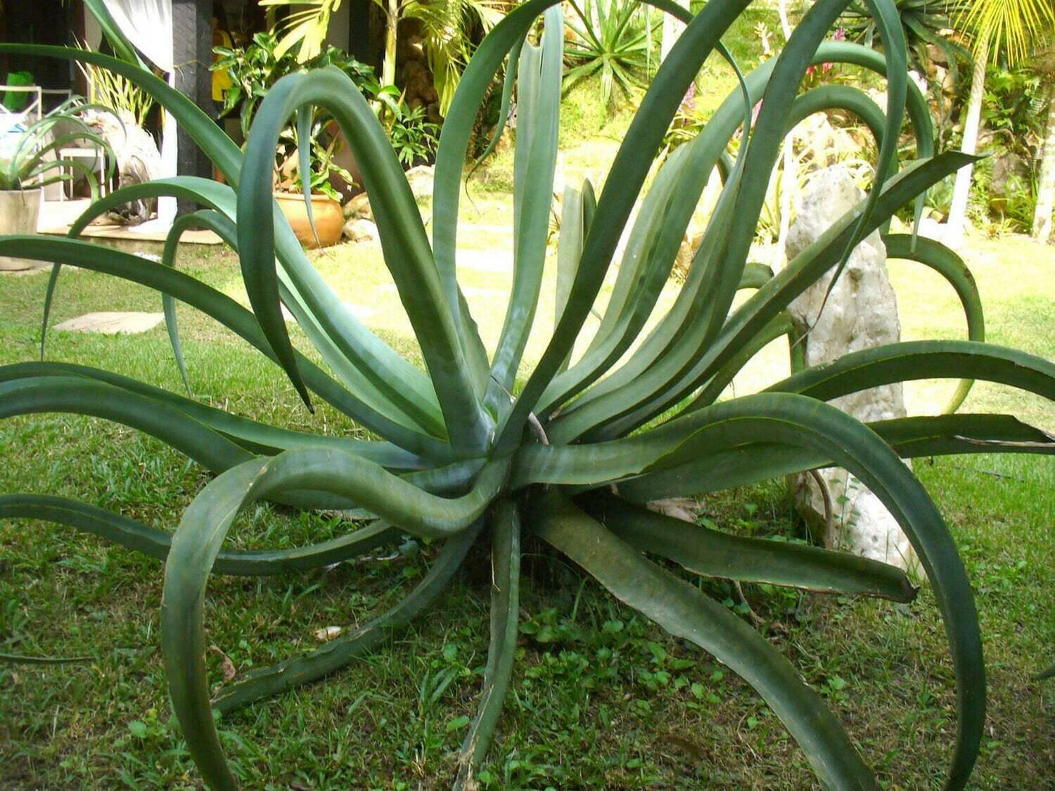 Octopus Agave - Agave vilmorinian | Rare Plant Seeds | Whimsy and ...