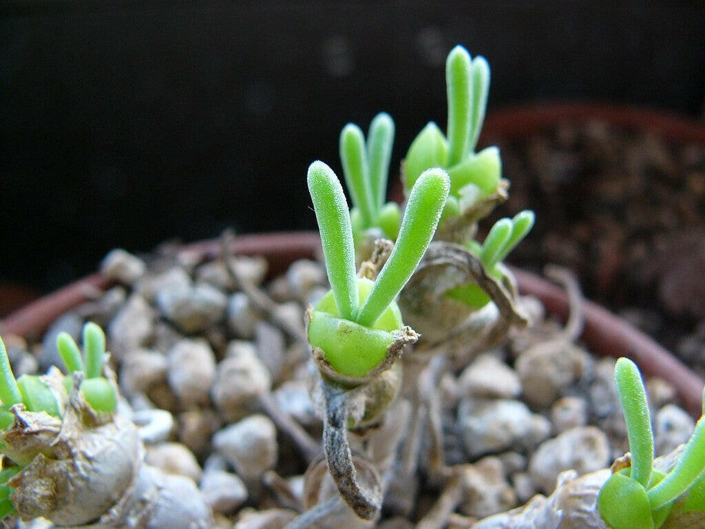 Bunny Ears Succulent - Monilaria moniliformis | Rare Plant Seeds ...