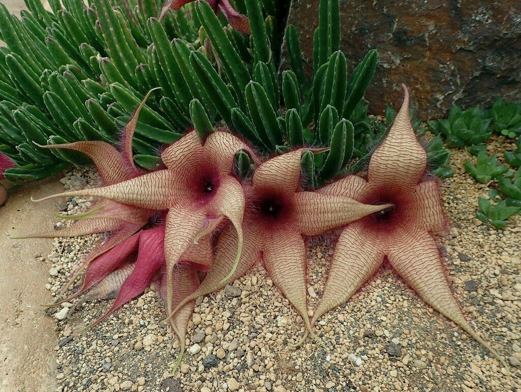 South African Starfish Flower - Stapelia Gigantea | Rare Plant Seeds ...