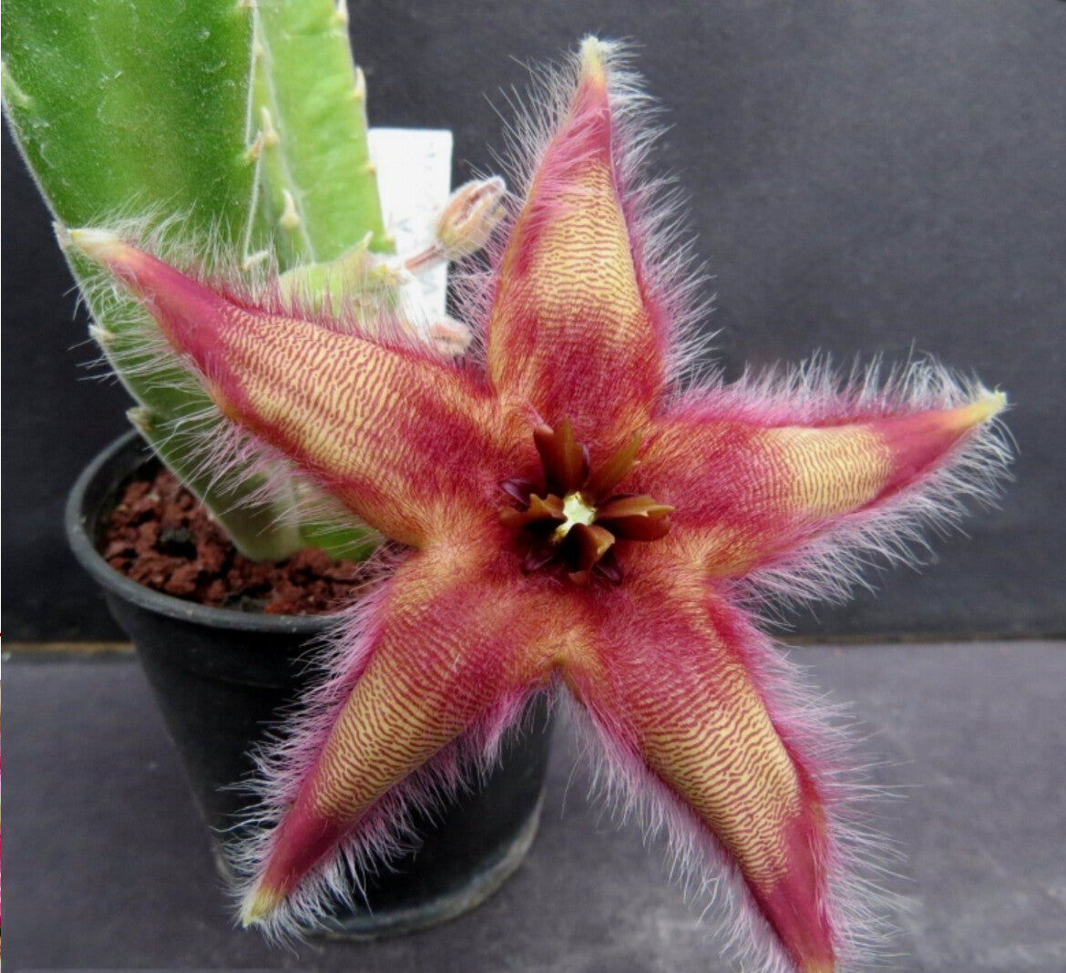 Carrion Flower Plant - Stapelia Gettleffii | Rare Plant Seeds | Whimsy ...