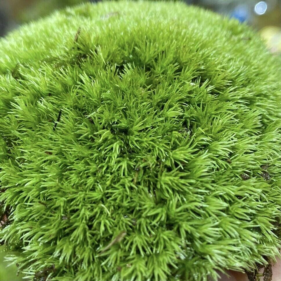 Live Bun Moss | Stargazer Exotics