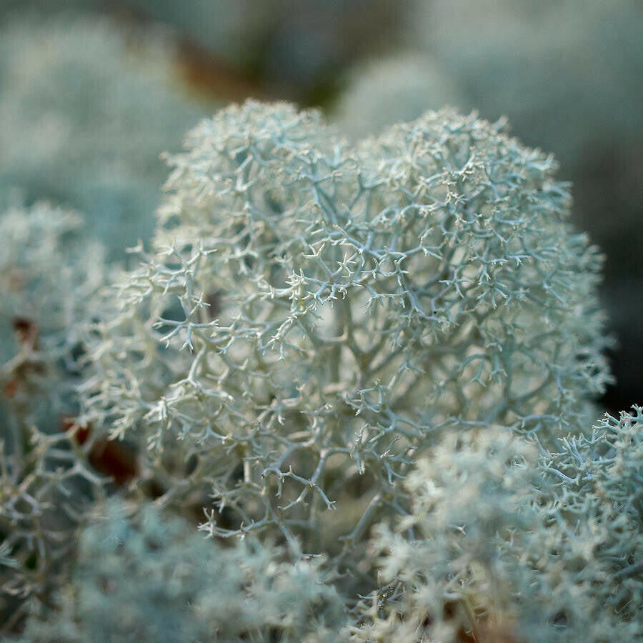 Live Reindeer Moss | Stargazer Exotics