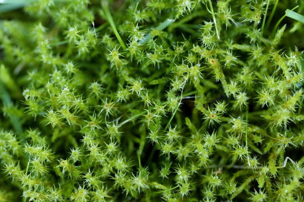 Live Shaggy Gooseneck Moss | Stargazer Exotics