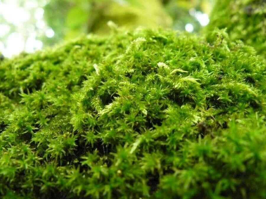 Live Cypress Moss | Stargazer Exotics