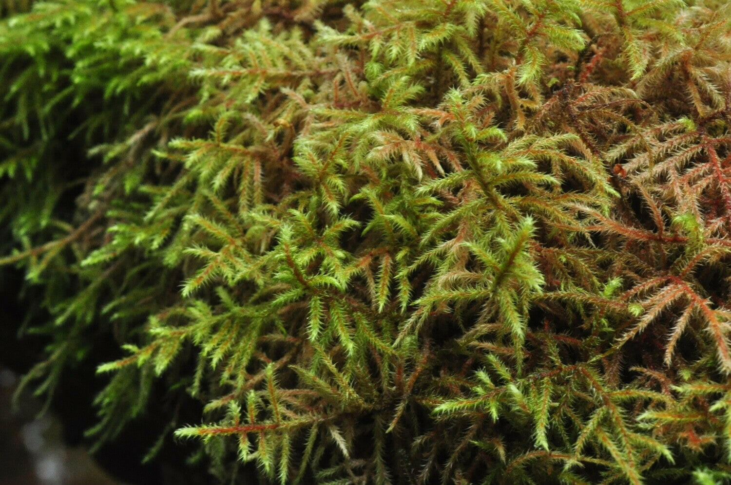 Live Lanky Feather Moss | Stargazer Exotics