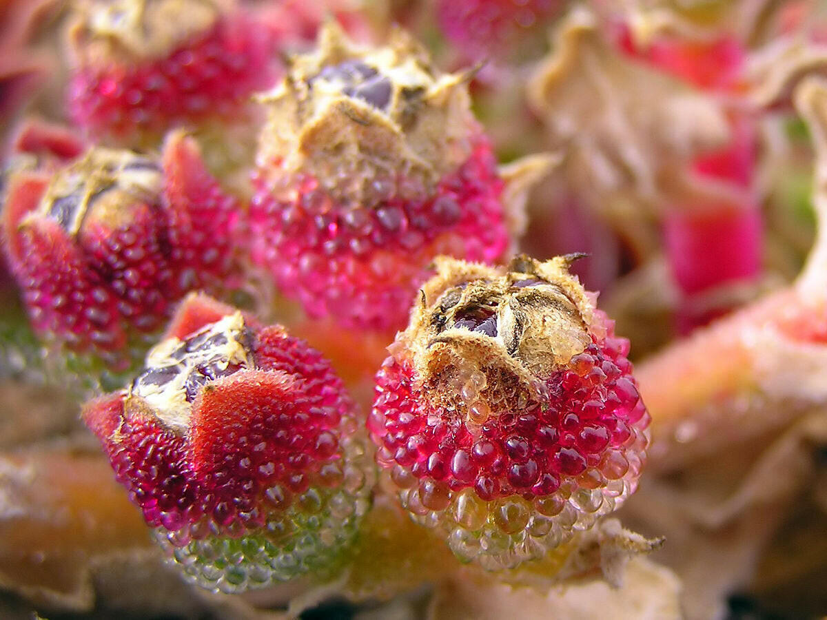 Crystal Ice Plant - Mesembryanthemum crystallinum | Rare Plant Seeds ...