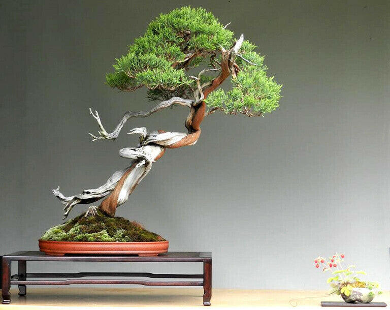 Savin Juniper Bonasi Tree - Juniperus sabina | Rare Plant Seeds ...