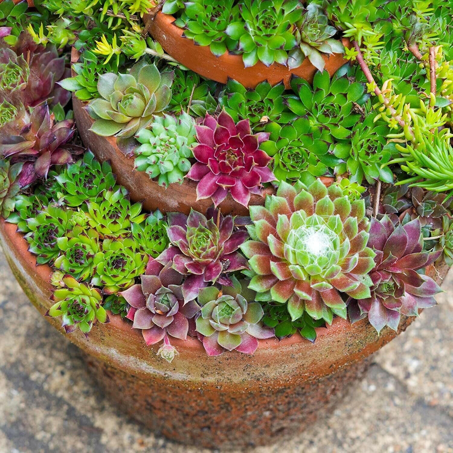 Hens and Chicks Mix - Sempervivum spp. | Rare Plant Seeds | Whimsy and ...