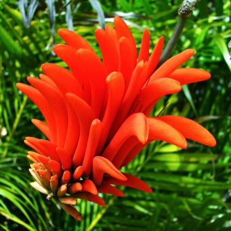 Tiger's Claw - Indian Coral Tree - Erythrina indica | Rare Plant Seeds ...