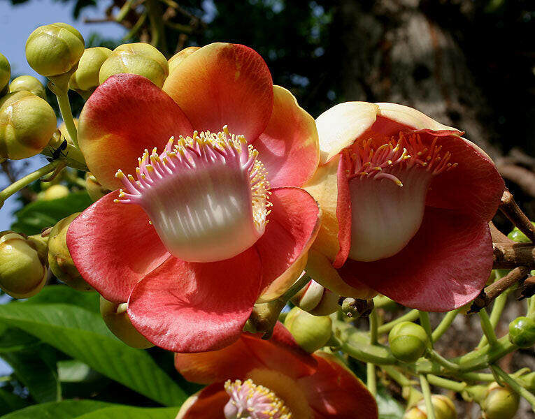 Cannonball Tree - Couroupita guianensis | Rare Plant Seeds | Whimsy and ...