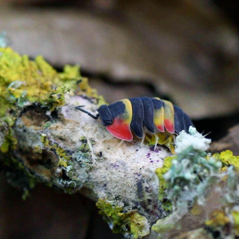 Merulanella Isopods - Stargazer Exotics - Reptile Store - Canada