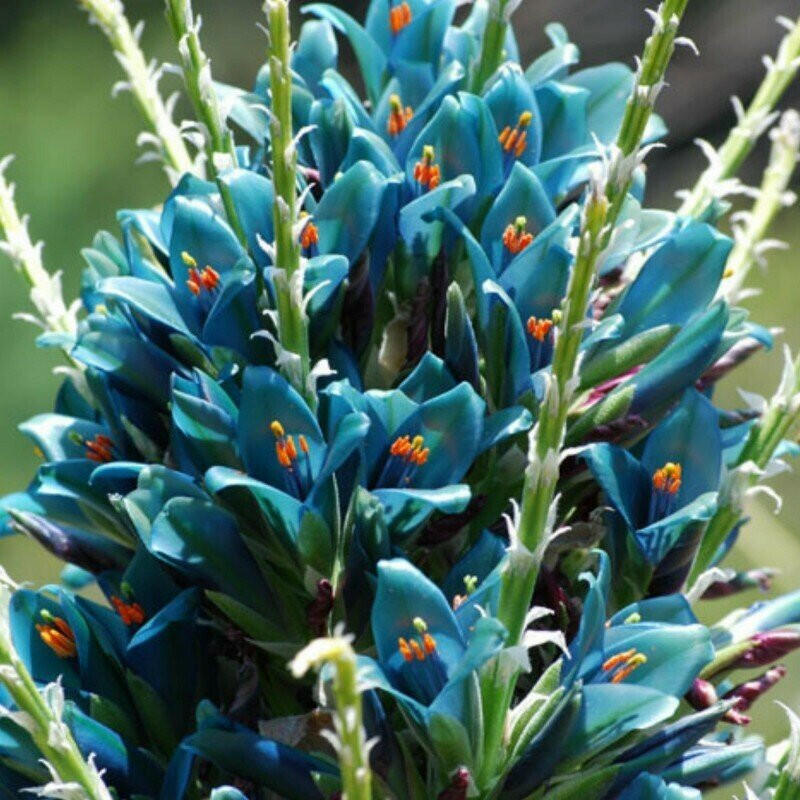 Sapphire Tower - Puya alpestris | Rare Plant Seeds | Whimsy and Wonder ...