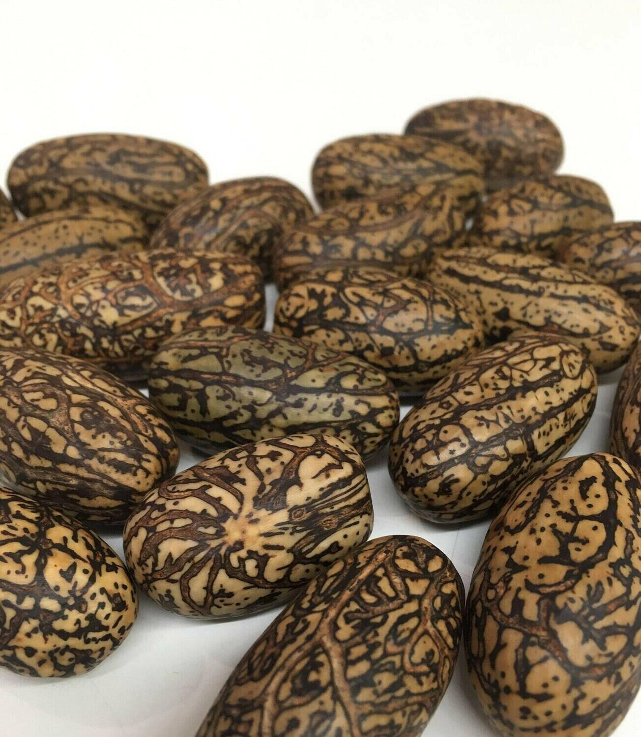 Uxi Nut | Stargazer Exotics
