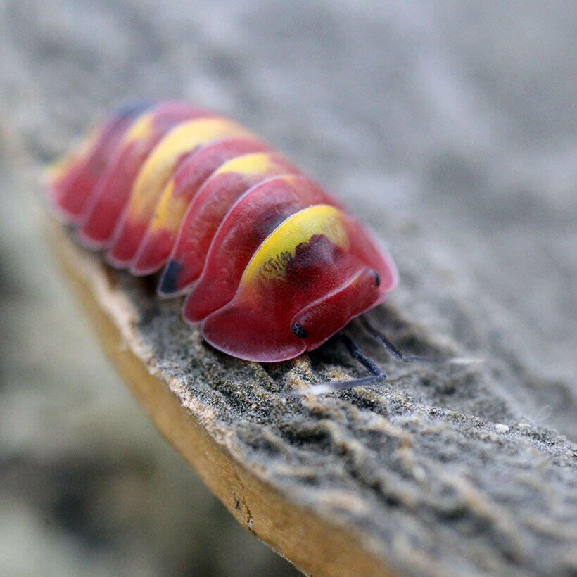 Merulanella Isopods - Stargazer Exotics - Reptile Store - Canada