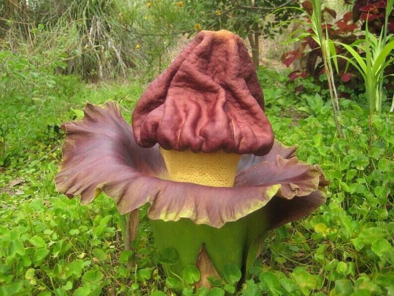 Elephant Foot Yam - Pachypodium rosulatum subsp. cactipes | Rare Plant ...