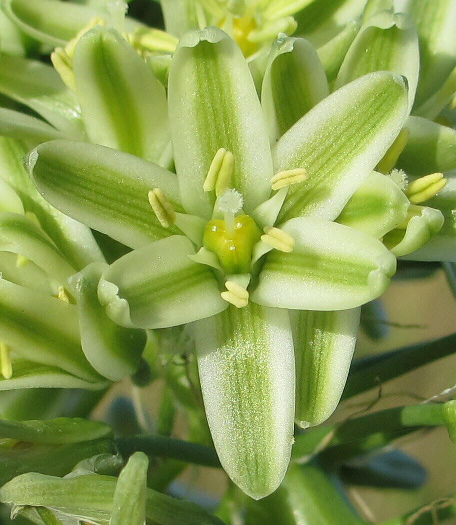 Slime Lily – Stargazer Exotics
