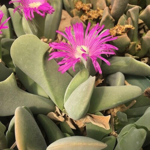 Shark Beak - Pink – Stargazer Exotics