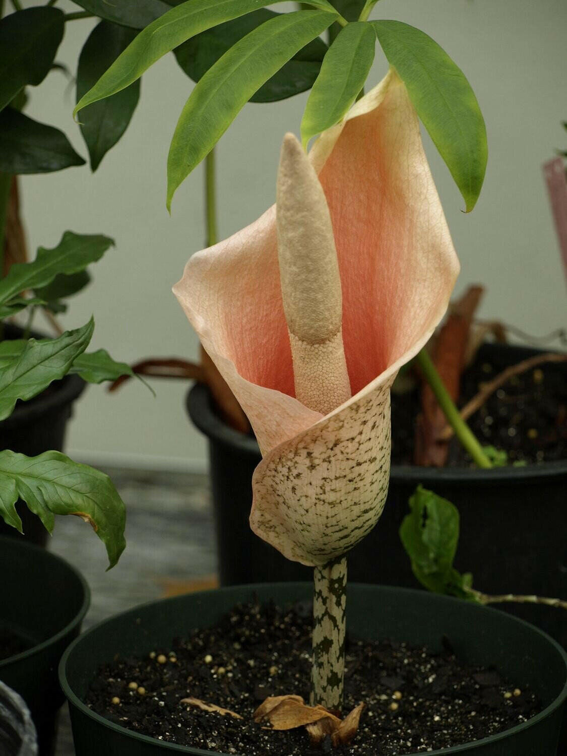 Voodoo Lily - Amorphophallus Bulbifer | Rare Plant Seeds | Whimsy and ...