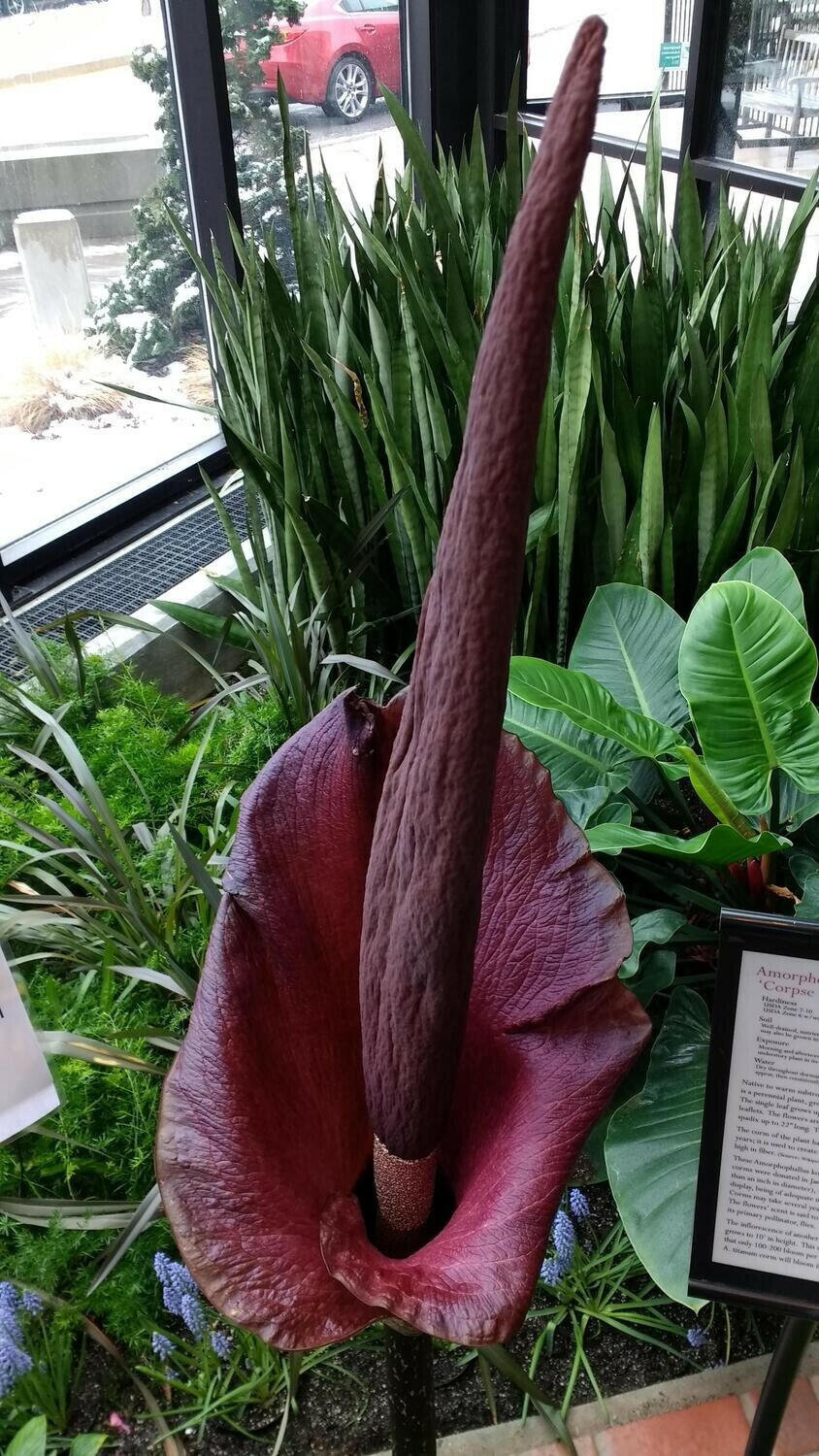 Arum Mix - Mixed Amorphophallus - Amorphophallus sp . | Rare Plant ...