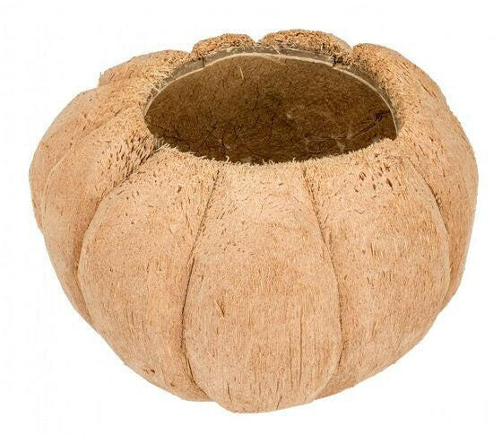 Coco Pumpkin for Habitat Decor | Stargazer Exotics