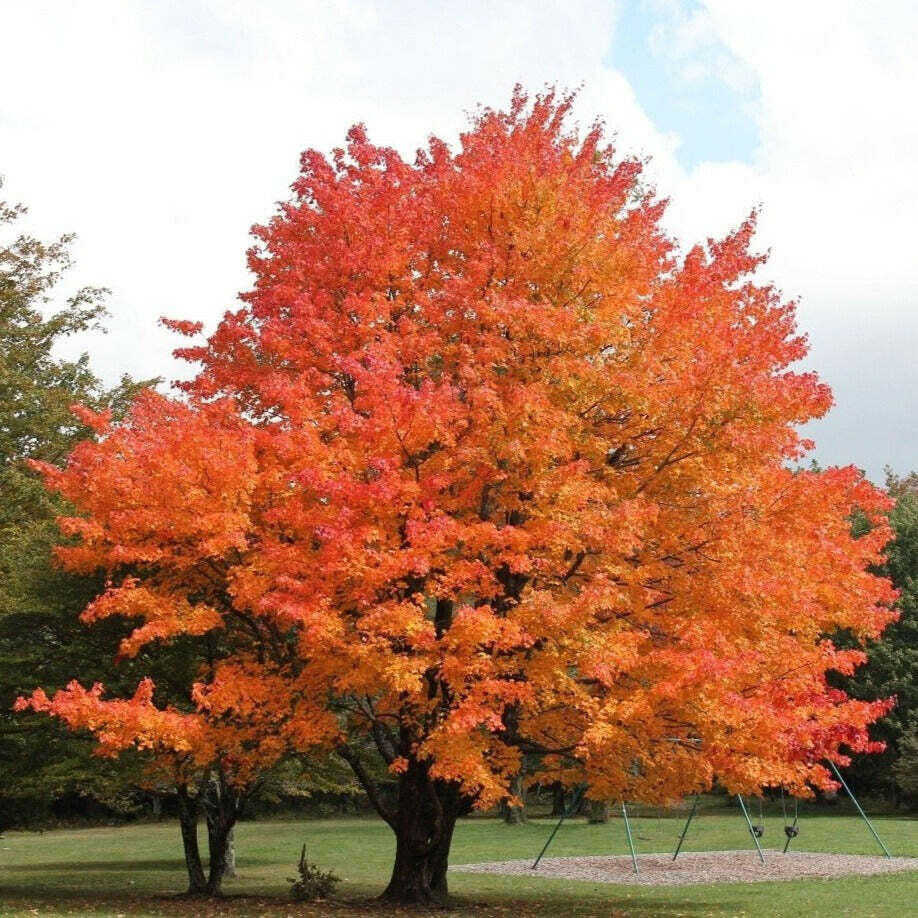 Sugar Maple - Maple Syrup Tree - Acer saccharum | Rare Plant Seeds ...