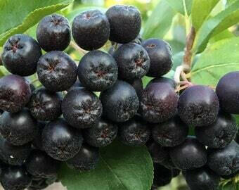 Black Chokecherry - Aronia Melanocarpa | Rare Plant Seeds | Whimsy and ...