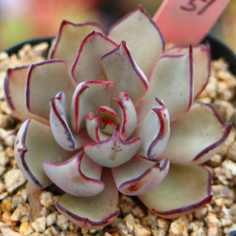 Savior Echeveria 'Nova' - Echeveria Strictiflora 'Nova' | Rare Plant ...
