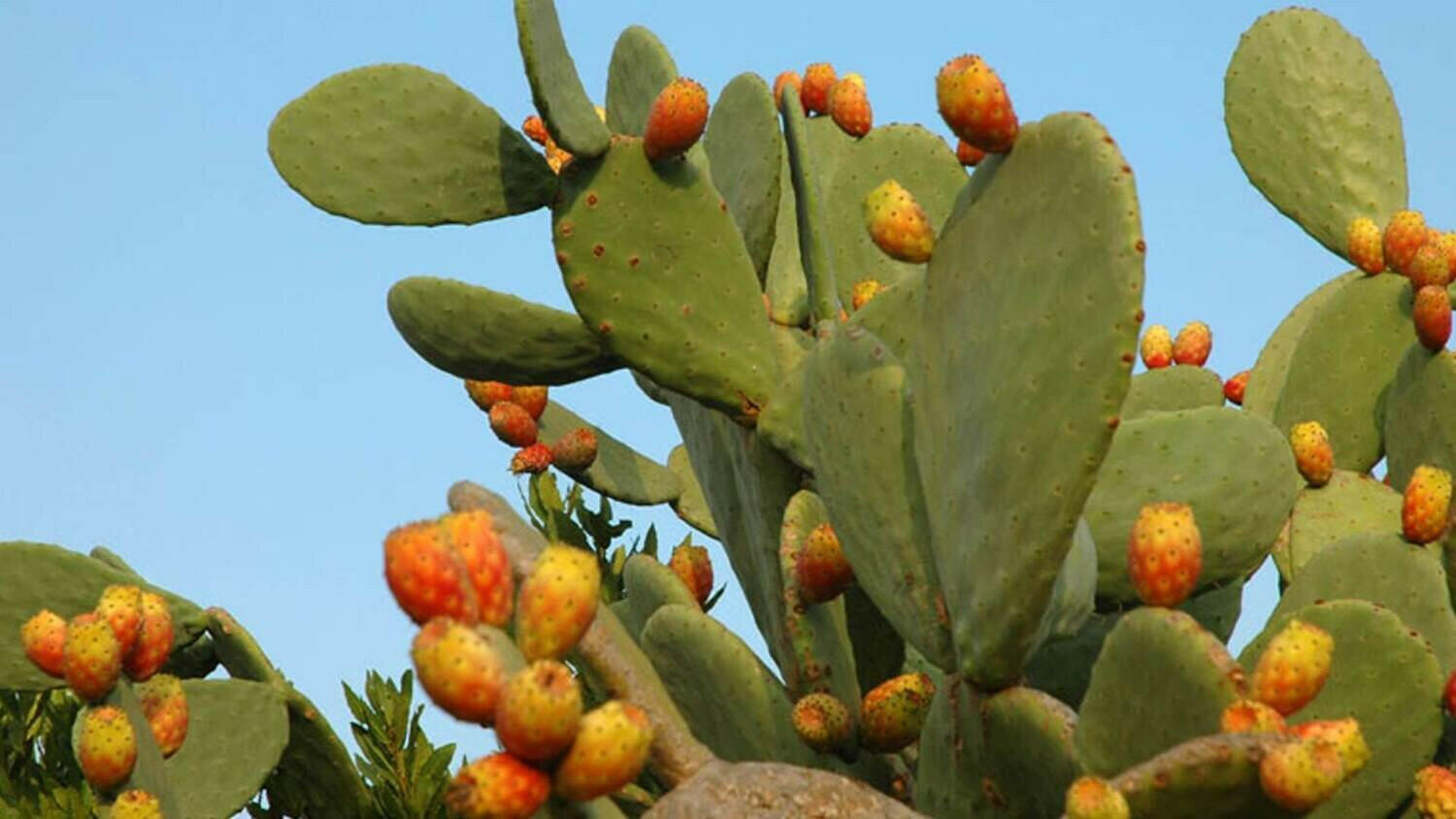 Orange Prickly Pear Cactus - Opuntia ficus-indica 'Zacatecas Orange ...