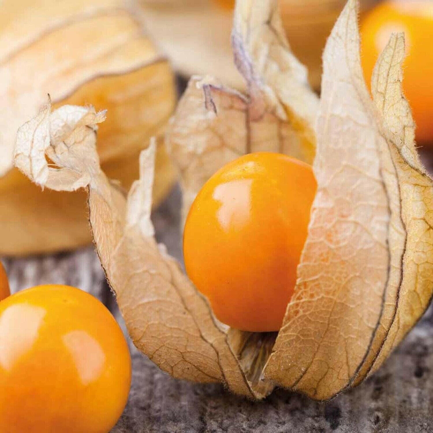 Cape Gooseberry (Inca Berry) - Physalis peruviana 'Colombia Select ...