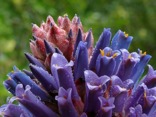 Chagualillo Bromeliad - Puya venusta | Rare Plant Seeds | Whimsy and ...