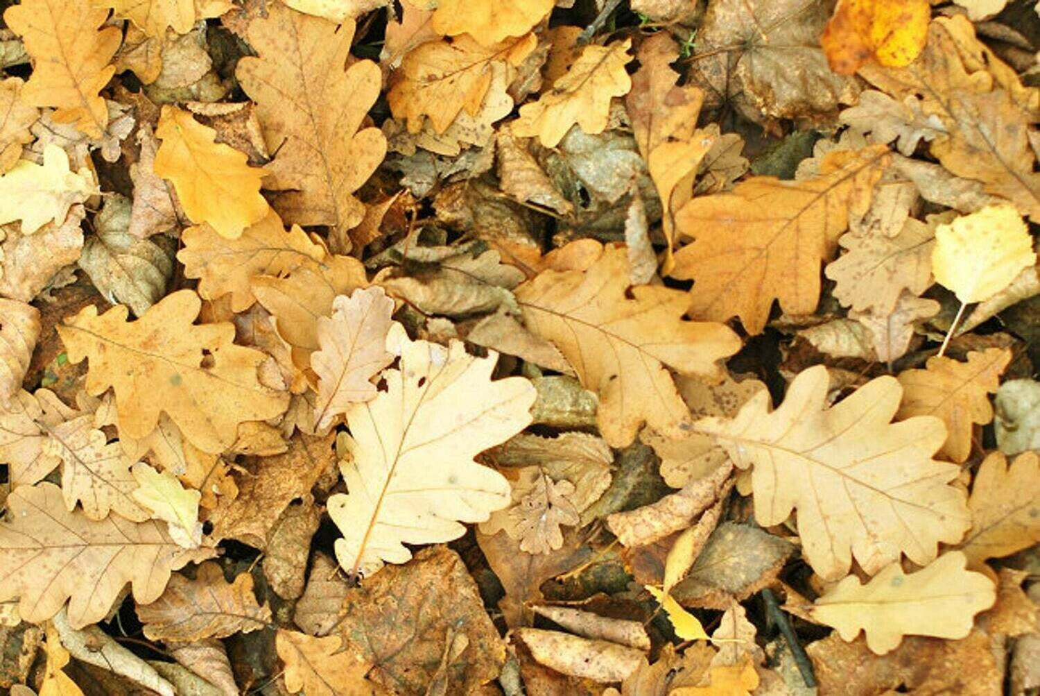 Mini Oak Leaf Litter | Stargazer Exotics