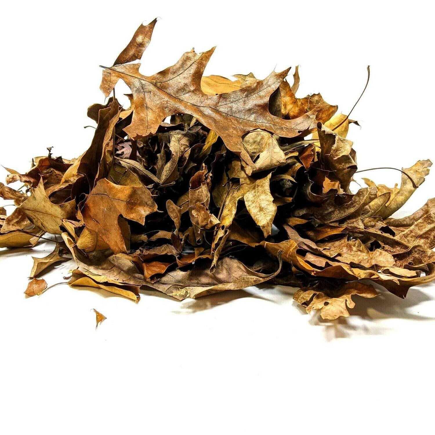 Eastern Oak Leaf Litter for Enclosures | Stargazer Exotics