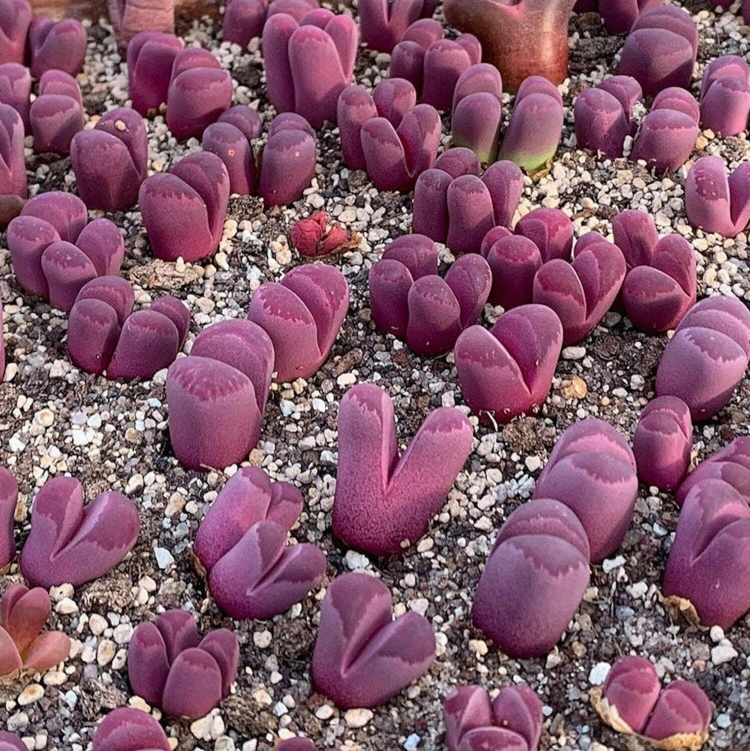 Ruby Lithops - Lithops optica 'rubra' | Rare Plant Seeds | Whimsy and ...
