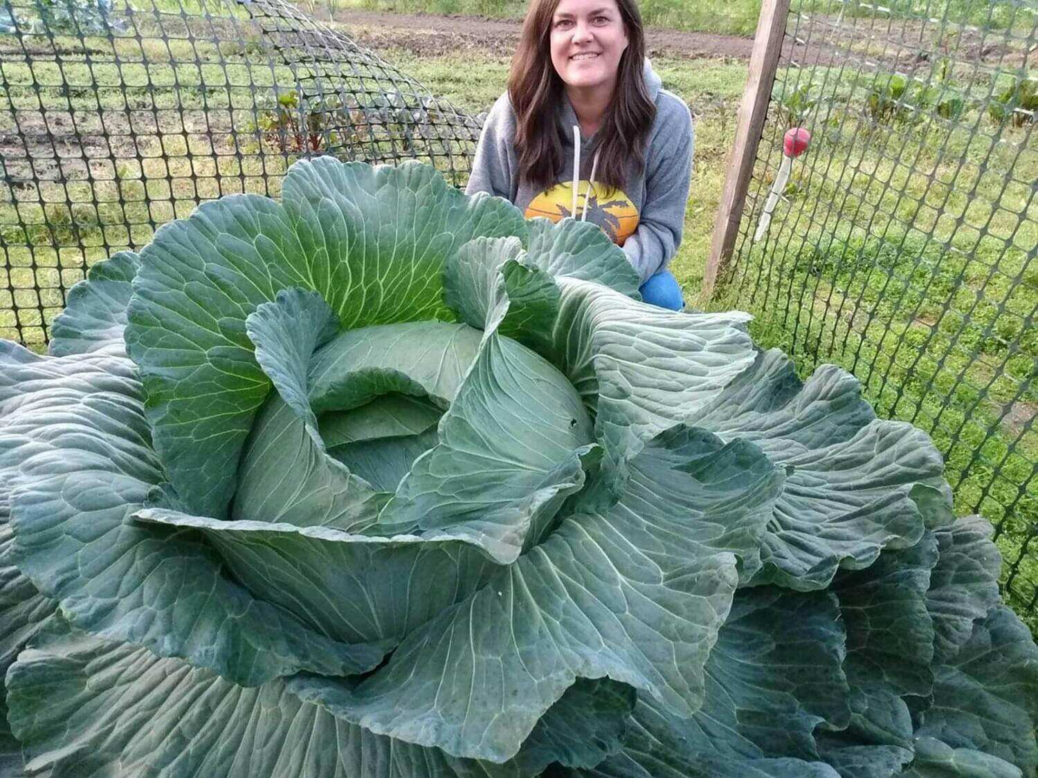 Sapporo Giant Cabbage - Brassica oleracea | Rare Plant Seeds | Whimsy ...