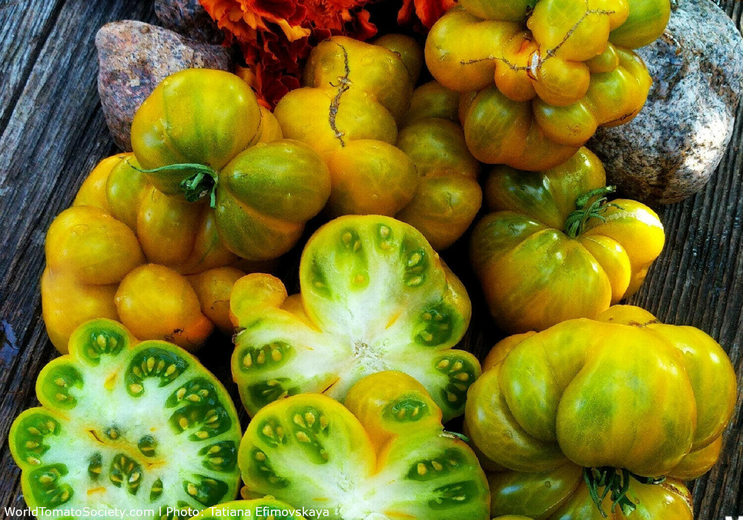 Phil'S Tomato 2 - Solanum lycopersicum | Rare Plant Seeds | Whimsy and ...