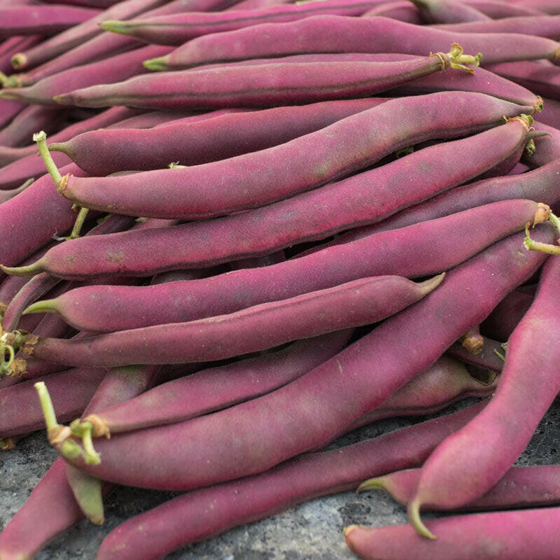 Red Swan Bush Bean - Phaseolus vulgaris | Rare Plant Seeds | Whimsy and ...