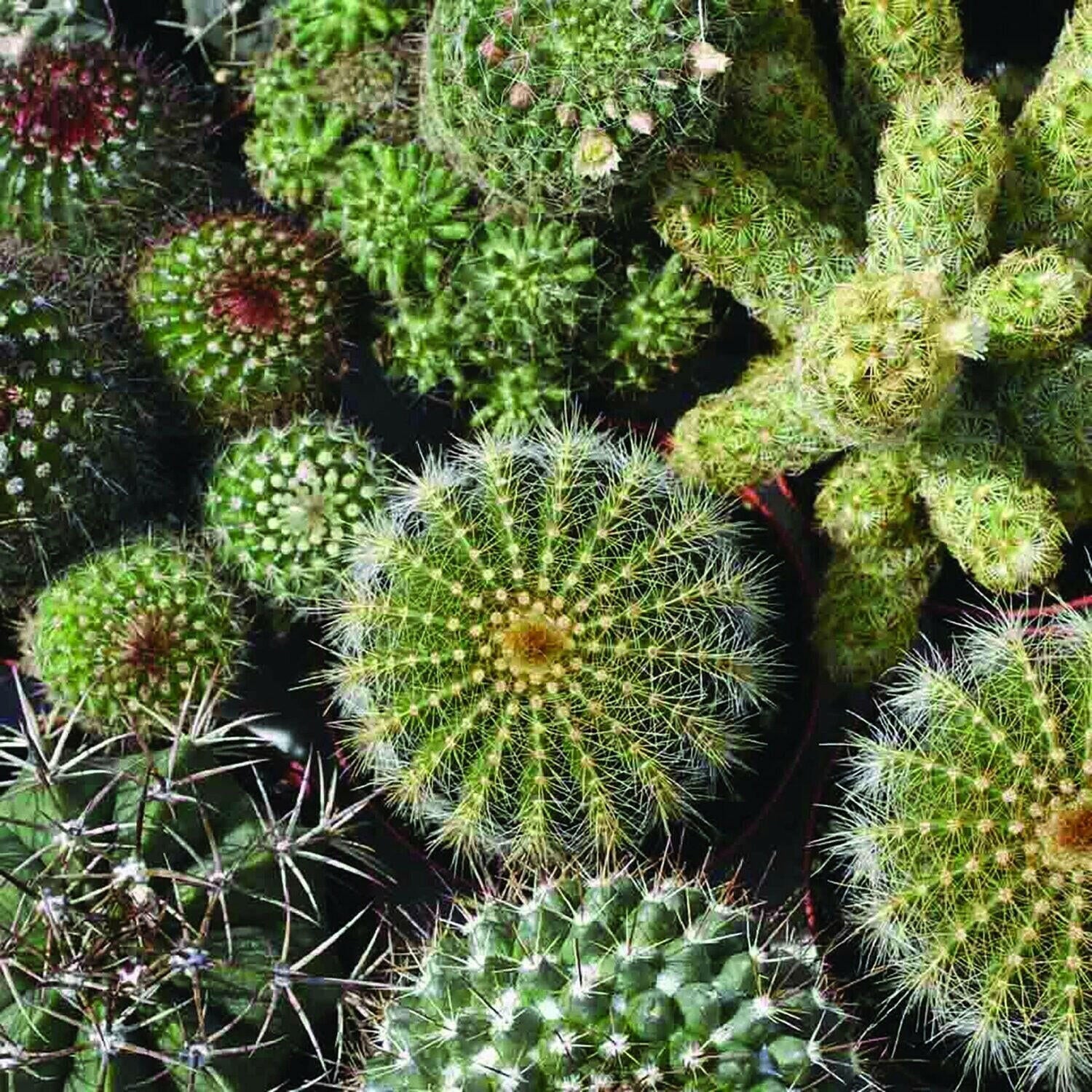 Mixed Cacti - Cactaceae sp.| Rare Plant Seeds | Whimsy and Wonder ...