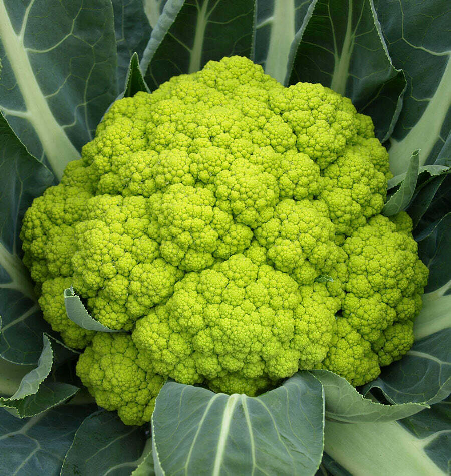 Green Macerate Cauliflower - Brassica oleracea | Rare Plant Seeds ...