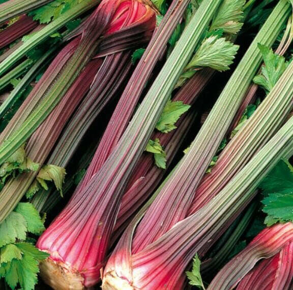 Giant Red Celery - Apium graveolens Rare Plant Seeds | Whimsy and ...