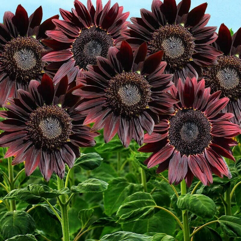 Chocolate Cherry Sunflower - Helianthus annuus | Rare Plant Seeds ...