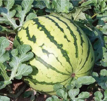 Dixie Queen Watermelon - Citrullus lanatus | Rare Plant Seeds | Whimsy ...