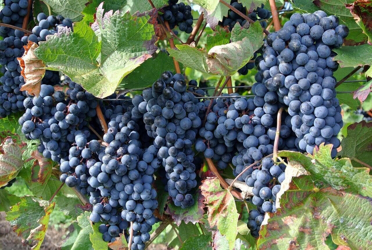 Purple Table Grapes - Vitis Vinifera | Rare Plant Seeds | Whimsy and ...
