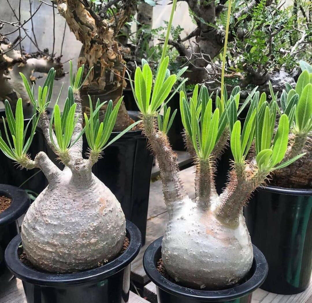 Elephant Foot Plant - Pachypodium rosulatum subsp. cactipes | Rare ...