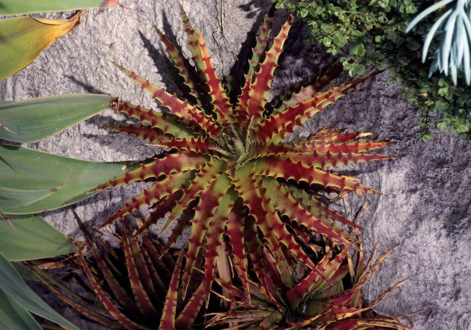 Hechtia Bromeliad / False Agave - Hechtia stenopetala | Rare Plant ...