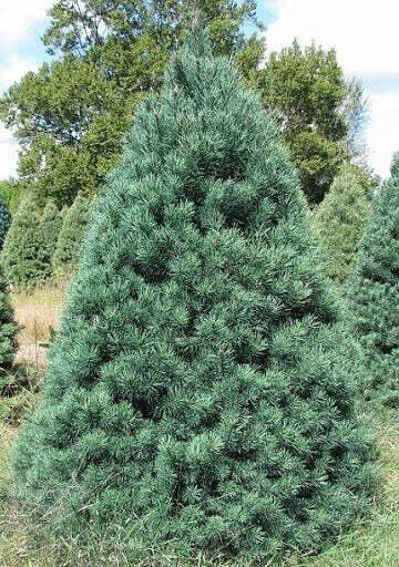 Scotch Pine Tree / Scots Pine Tree - Pinus sylvestris | Rare Plant ...