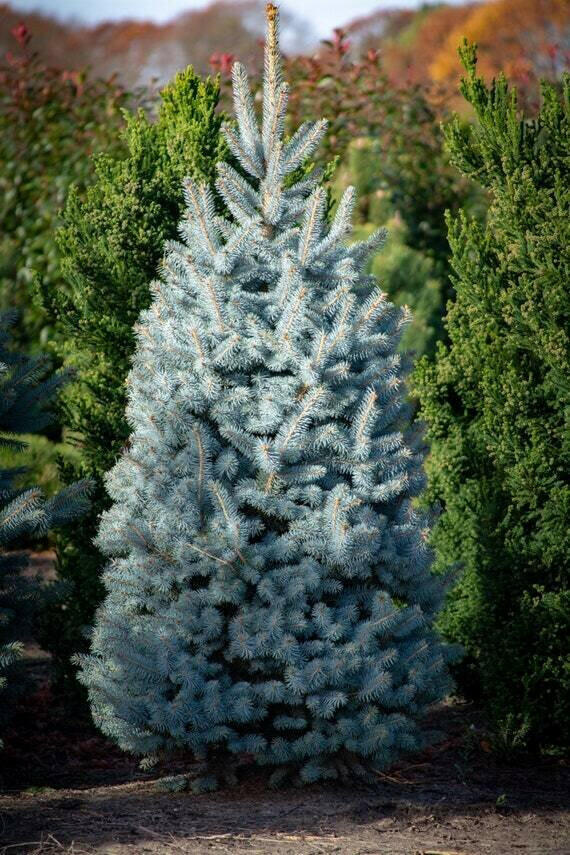 Colorado Blue Spruce Tree - Picea pungens | Rare Plant Seeds | Whimsy ...