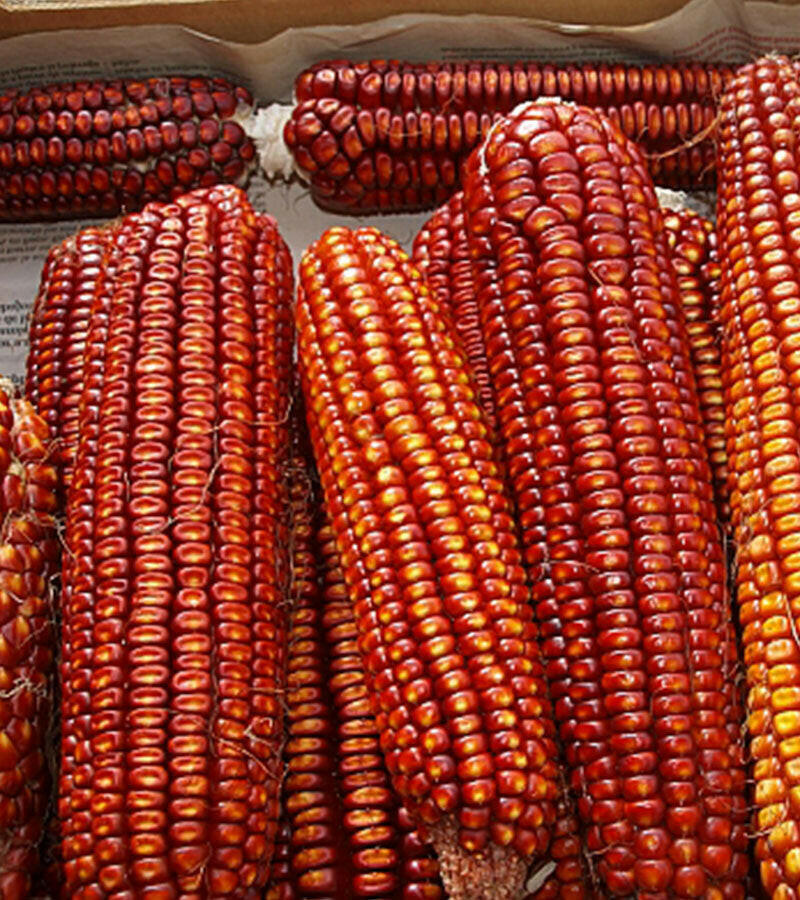 Atomic Orange Corn – Stargazer Exotics